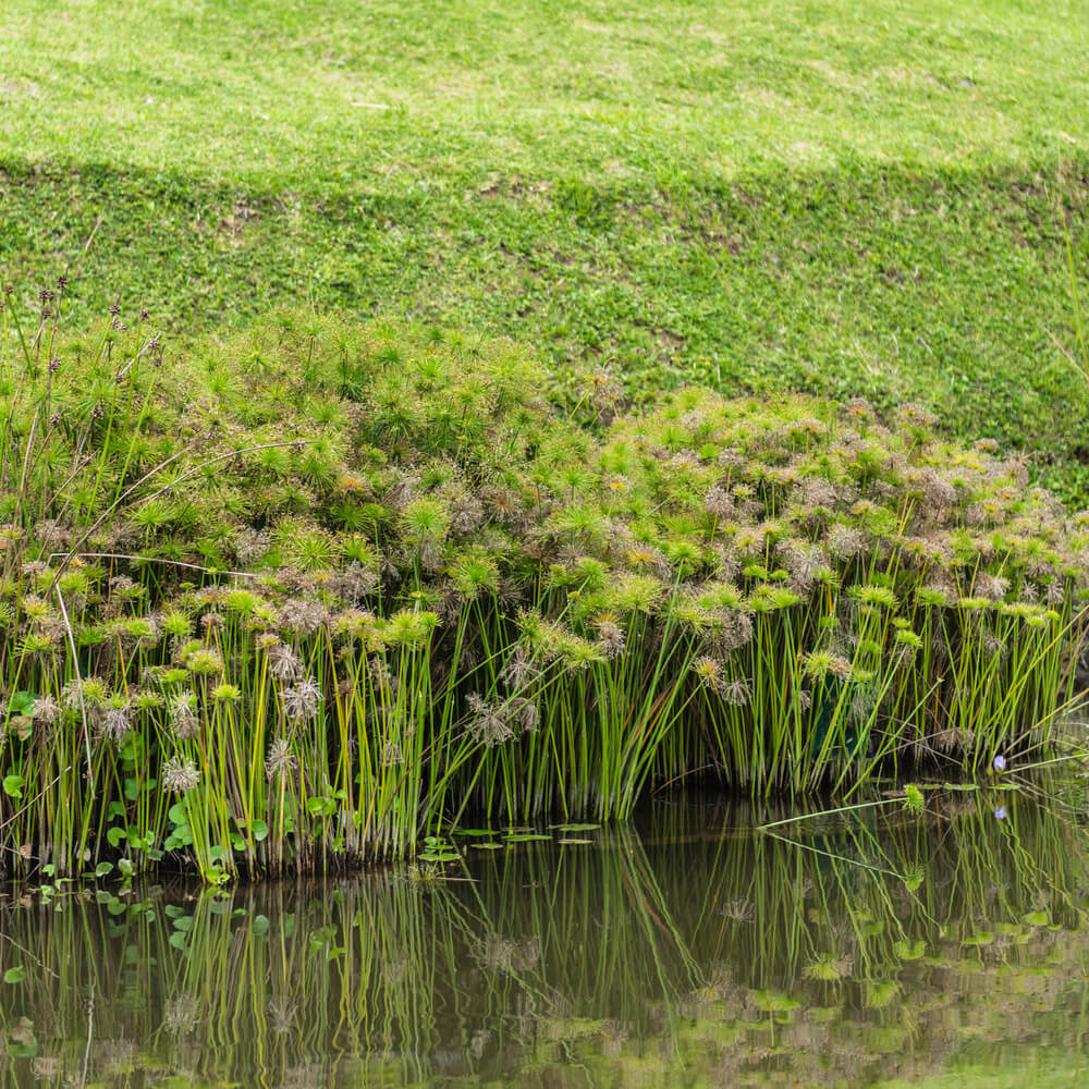 From Papyrus to Paper...a Journey Through History - Heartspoken